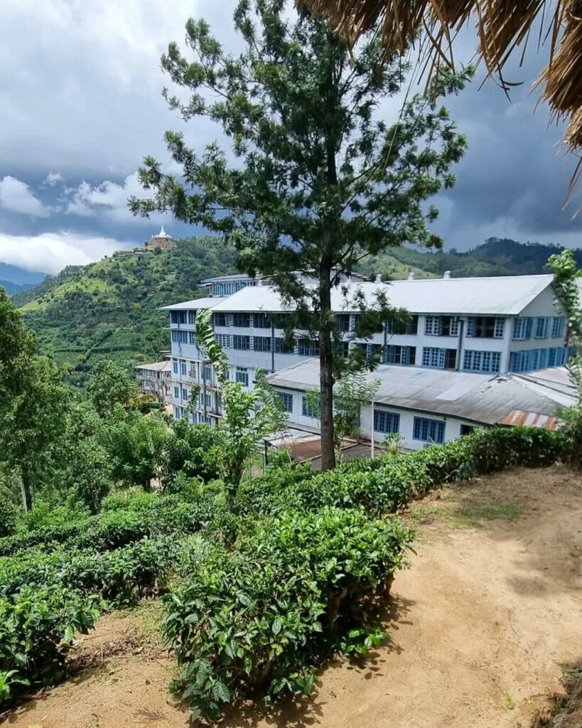THE Best Tea Plantation in Sri Lanka for a Perfect Tea Tour Experience ...
